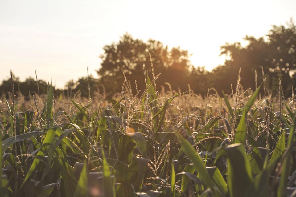 crops, plants, agriculture, farm, nature, summer, sunset - Stock Image ...